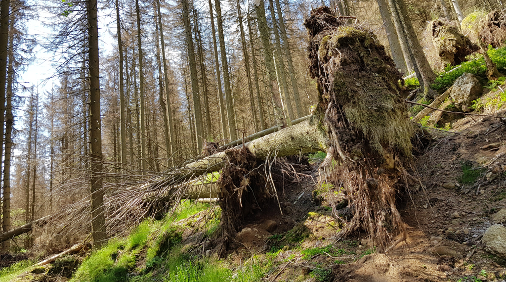 Glaubwürdigkeit in der Klimakrise - Joseph Dehler im Interview ...